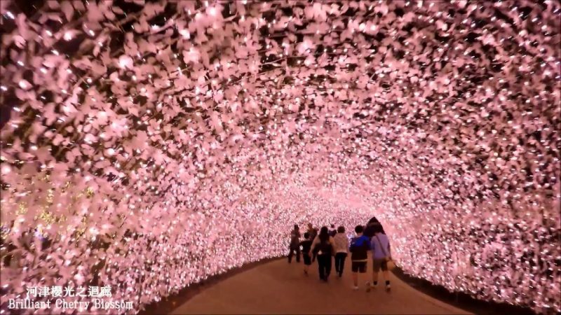 cherry blossom Tunnel, Japan - Interesting Facts, Information in Hindi ...