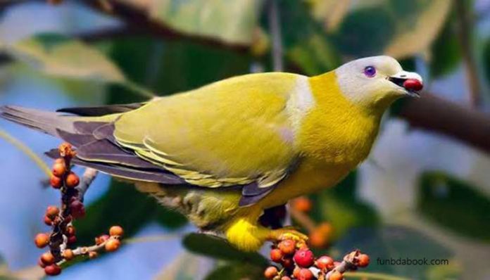 unique-hariyal-bird-1 - Interesting Facts, Information in Hindi - रोचक तथ्य