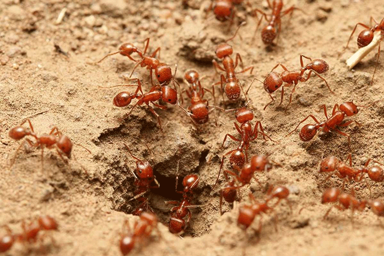 big-red-ants-interesting-facts - Interesting Facts, Information in ... big-red-ants-interesting-facts - Interesting Facts, Information in ...